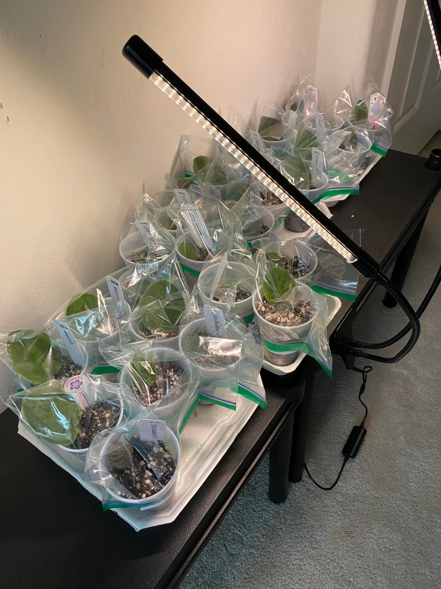 My Violet Life – Just a newbie African violet lover learning to manage ...