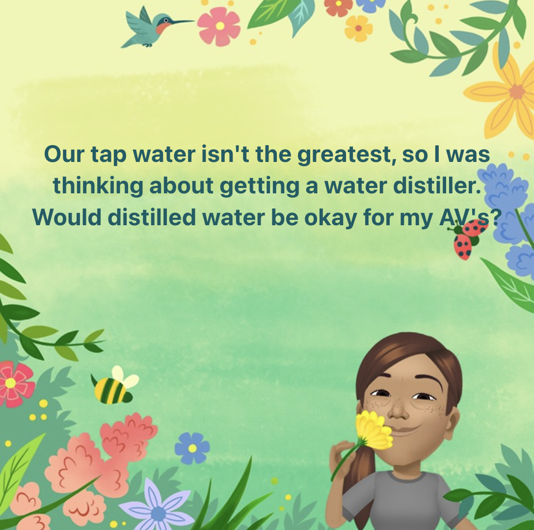 My Violet Life – Just a newbie African violet lover learning to manage ...